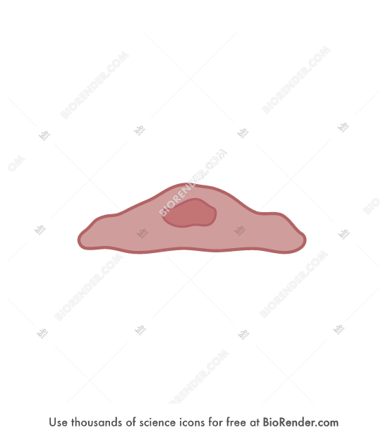 Free Endothelial cell 1 (dying 1) Icons, Symbols & Images | BioRender