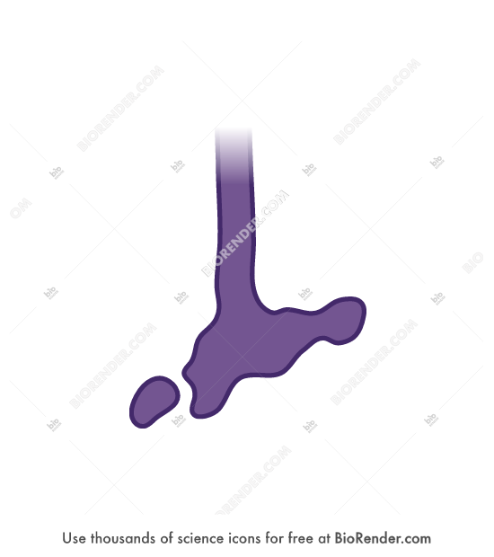 Free Astrocyte (end foot process 3, dying 2) Icons, Symbols & Images ...