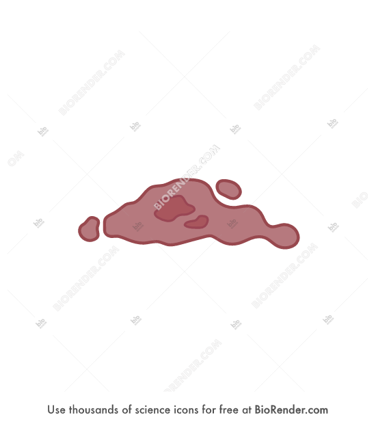 Free Endothelial cell 1 (dying 2) Icons, Symbols & Images | BioRender