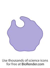 Free Cell shape 4 Icons, Symbols & Images | BioRender