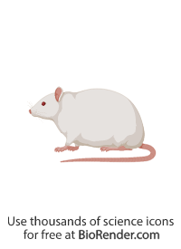 Free Rat (lateral, obese) Icons, Symbols & Images | BioRender