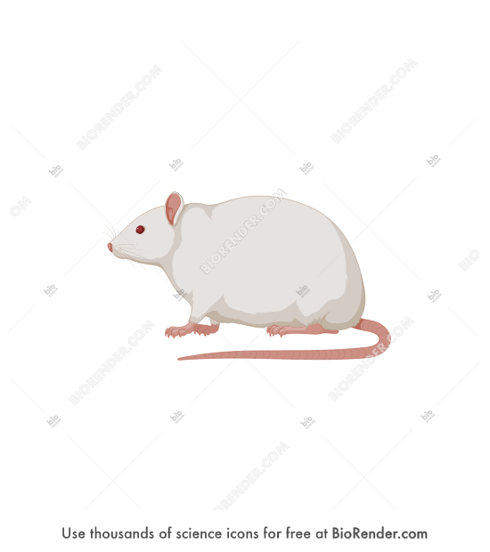Free Rat (lateral, obese) Icons, Symbols & Images | BioRender