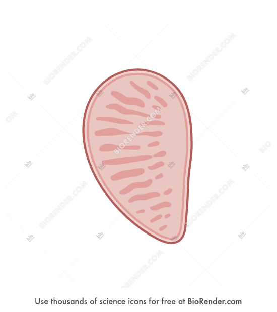 Free Prostate gland half (cross section) Icons, Symbols & Images ...