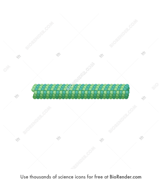 Free Microtubule (short) Icons, Symbols & Images | BioRender
