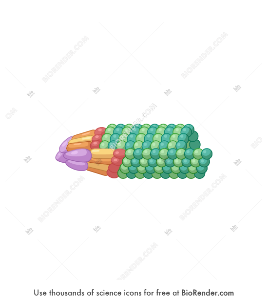 Free Gamma tubulin ring complex (with microtubule) Icons, Symbols ...