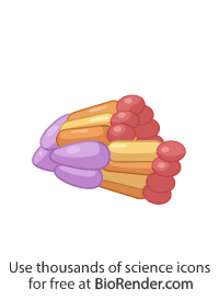 Free Gamma tubulin ring complex Icons, Symbols & Images | BioRender