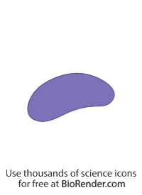 Free Nucleus shape 8 Icons, Symbols & Images | BioRender