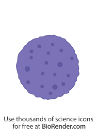 Free Nucleus shape 5 Icons, Symbols & Images | BioRender