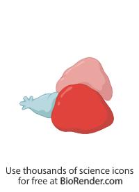 Free Zebrafish embryo 03c. (8 cell stage) Icons, Symbols & Images ...