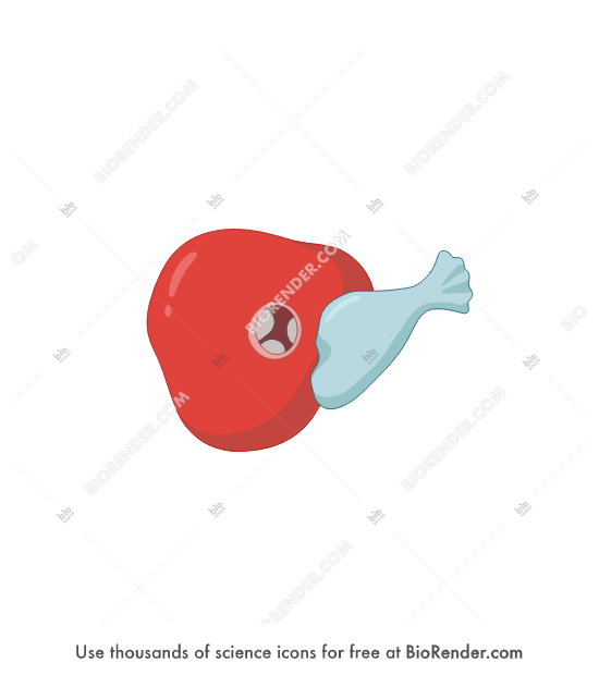 Free Zebrafish heart (adult, dorsal view, atrium removed) Icons ...