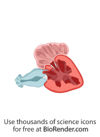 Free Zebrafish heart (adult, sagittal cross-section) Icons, Symbols ...