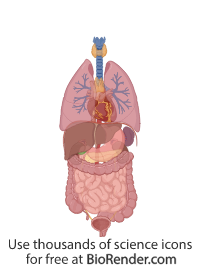 Free Organs, multiple systems Icons, Symbols & Images | BioRender