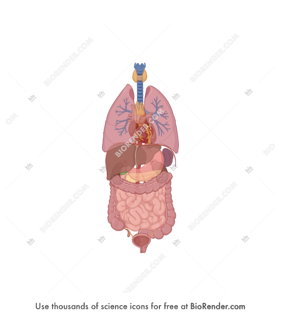 Free Organs, multiple systems Icons, Symbols & Images | BioRender