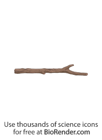 Free Stick (wood) Icons, Symbols & Images | BioRender
