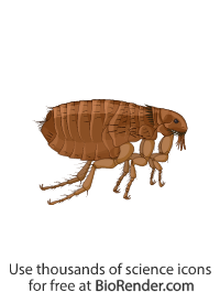 Free Cat flea (Ctenocephalides felis, female) Icons, Symbols & Images ...