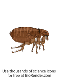 Free Cat flea (Ctenocephalides felis, male) Icons, Symbols & Images ...