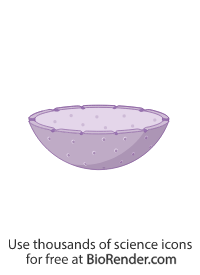 Free Nucleus (cut, bottom) Icons, Symbols & Images | BioRender