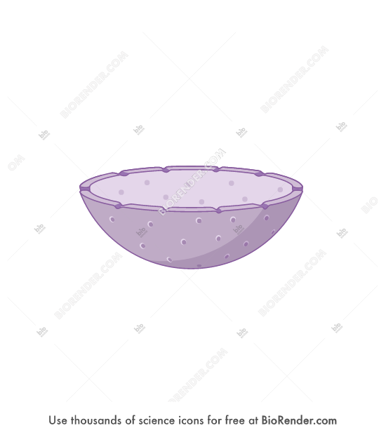 Free Nucleus (cut, bottom) Icons, Symbols & Images | BioRender