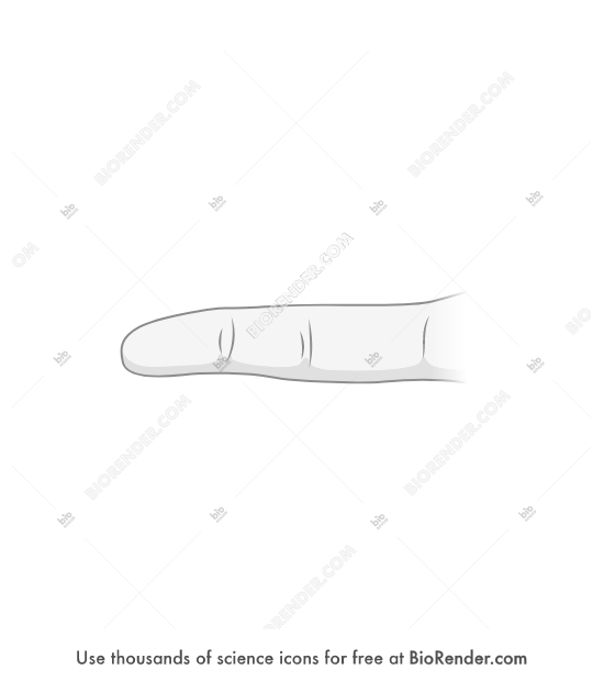 Free Finger (palmar view) Icons, Symbols & Images | BioRender