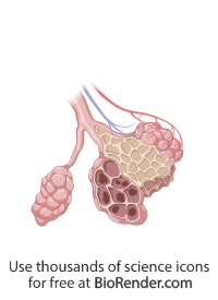 Free Alveolar fibrosis Icons, Symbols & Images | BioRender