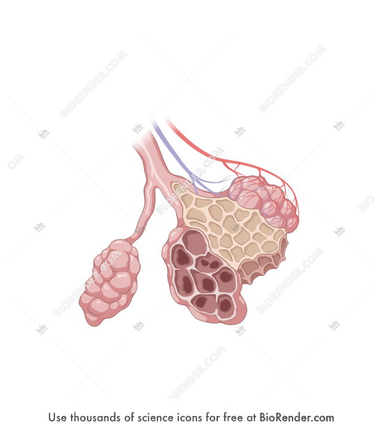 Free Alveolar fibrosis Icons, Symbols & Images | BioRender