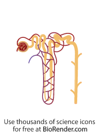Free Nephron (with vessels) Icons, Symbols & Images | BioRender