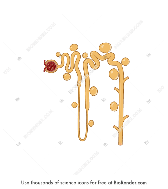 Free Nephron (polycystic) Icons, Symbols & Images | BioRender
