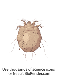 Free Itch mite (Sarcoptes scabiei, male) Icons, Symbols & Images ...