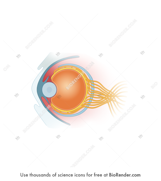 Free Octopus eye (sagittal) Icons, Symbols & Images | BioRender