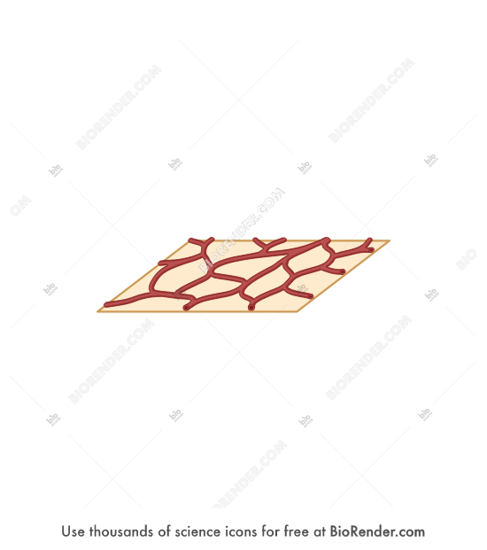 Free Retinal Vasculature Deep Mouse Icons Symbols And Images Biorender