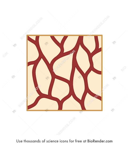 Free Retinal vasculature (deep, mouse, top view) Icons, Symbols ...