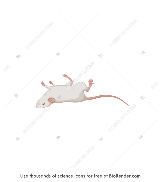 Free Mouse (seizing) Icons, Symbols & Images | BioRender