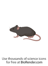 Free Mouse (black, curved tail) Icons, Symbols & Images | BioRender
