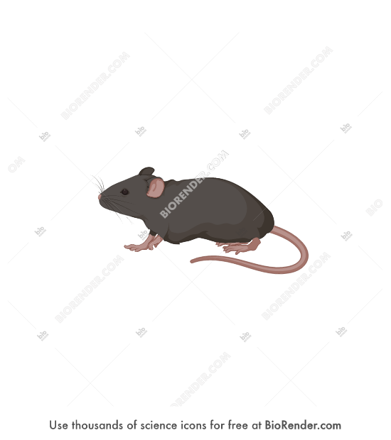 Free Mouse (black, curved tail) Icons, Symbols & Images | BioRender