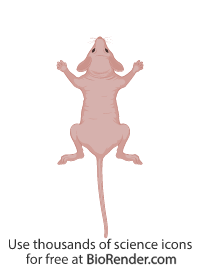 Free Mouse (dorsal, anatomical position, hairless) Icons, Symbols ...