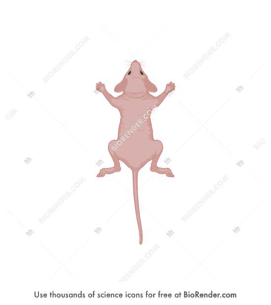 Free Mouse (dorsal, anatomical position, hairless) Icons, Symbols ...