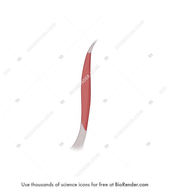 Free Rectus muscle (medial) Icons, Symbols & Images | BioRender