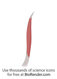 Free Rectus muscle (medial) Icons, Symbols & Images | BioRender
