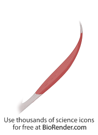 Free Rectus muscle (lateral) Icons, Symbols & Images | BioRender