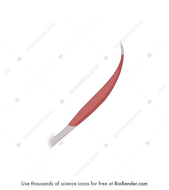 Free Rectus muscle (lateral) Icons, Symbols & Images | BioRender
