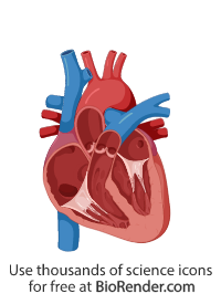Free Heart (compressed by tamponade) Icons, Symbols & Images | BioRender