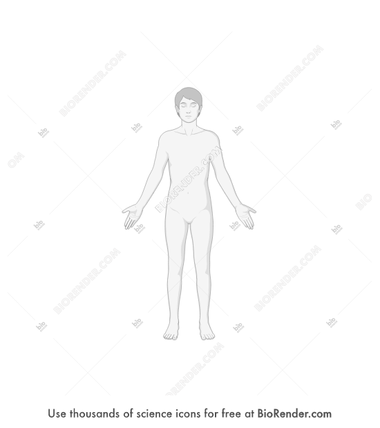 Free Gender-neutral adult (anterior) Icons, Symbols & Images | BioRender