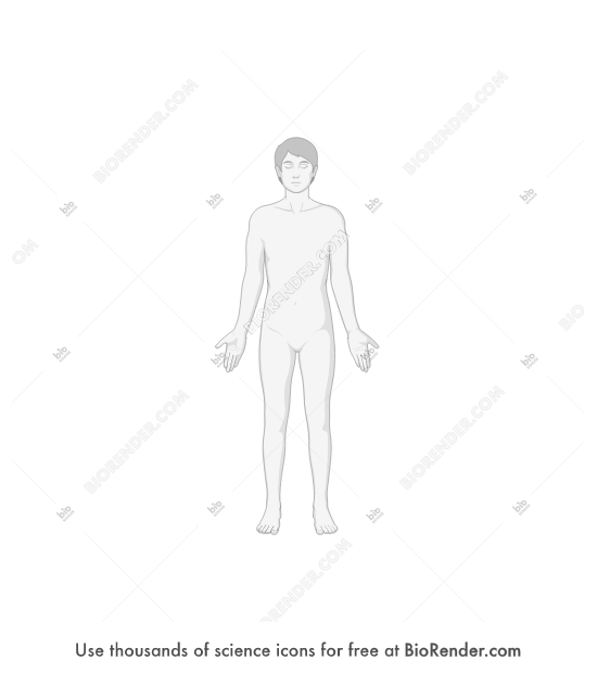 Free Gender-neutral adult (anterior 2) Icons, Symbols & Images | BioRender