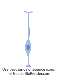 Free Radial glial progenitor (bipolar 2) Icons, Symbols & Images ...