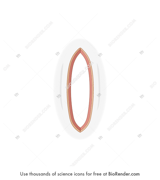 Free Open surgical incision 1 (human) Icons, Symbols & Images | BioRender
