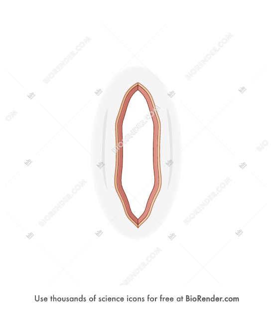 Free Open surgical incision 2 (human) Icons, Symbols & Images | BioRender