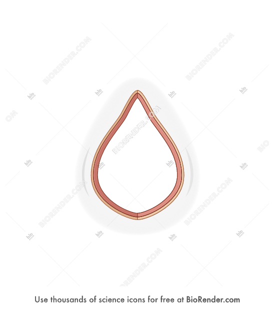 Free Open surgical incision 3 (human) Icons, Symbols & Images | BioRender