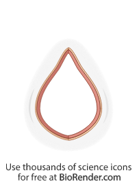 Free Open surgical incision 3 (human) Icons, Symbols & Images | BioRender