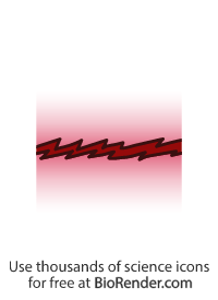 Free Fracture line (transverse) Icons, Symbols & Images | BioRender