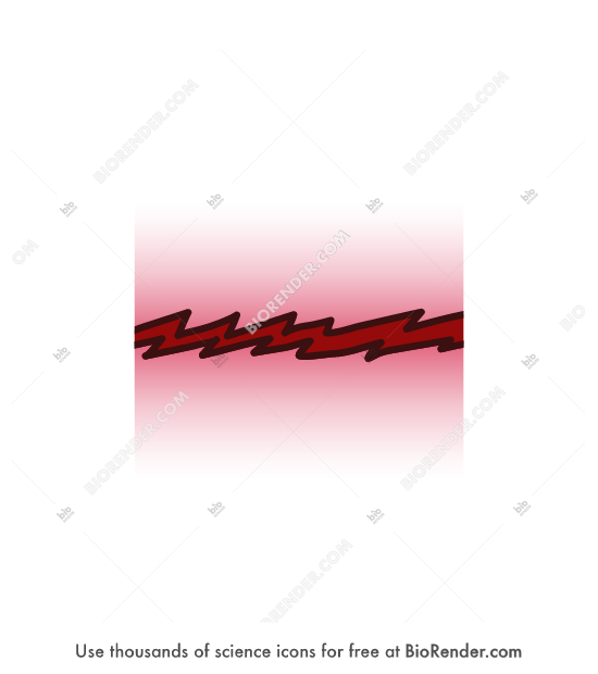 Free Fracture line (transverse) Icons, Symbols & Images | BioRender